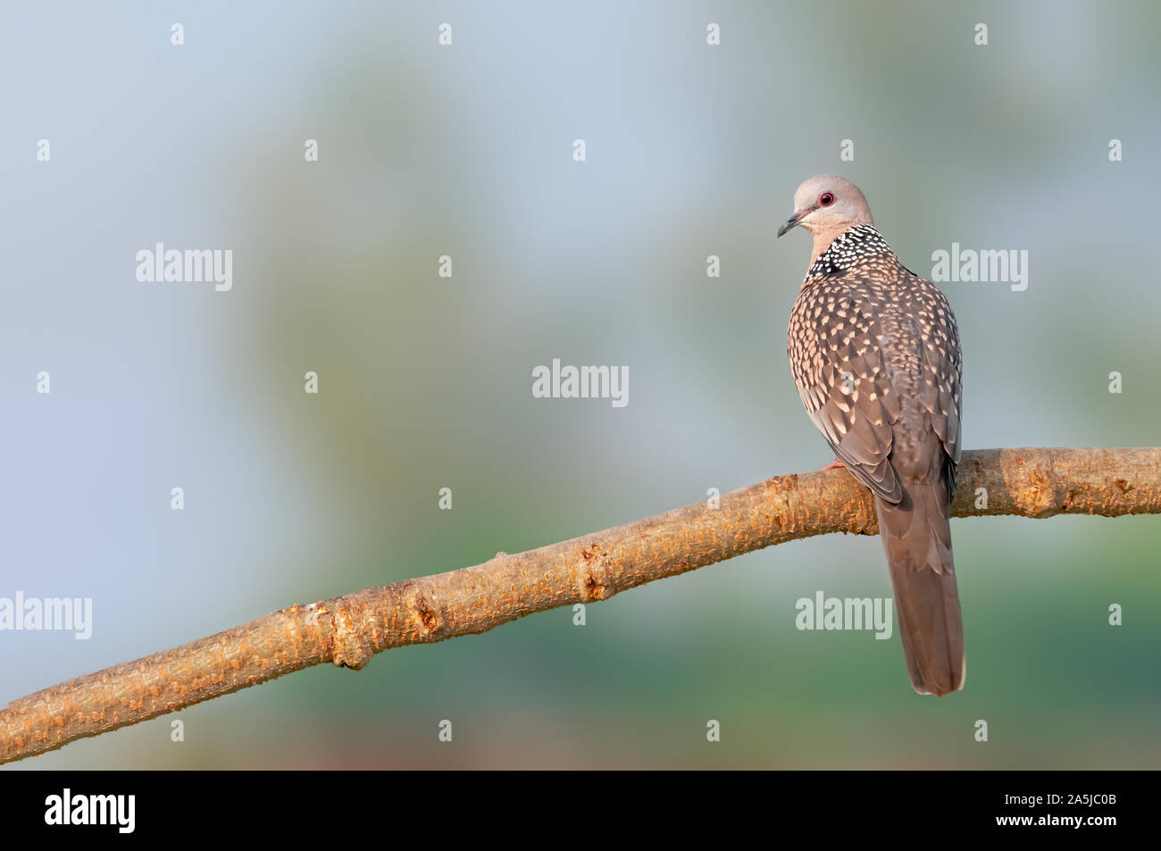 Spotted dove looking back sitting on a tree trunk Stock Photo - Alamy