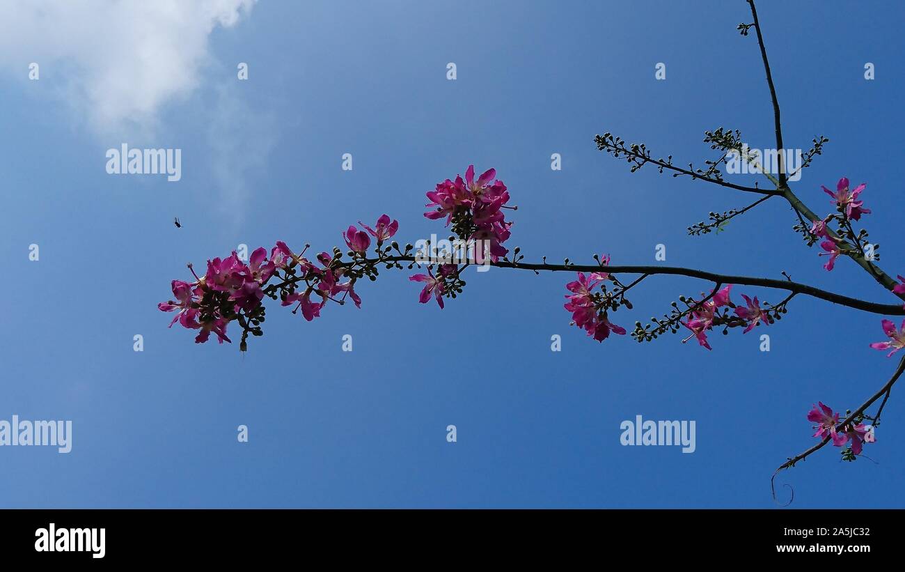 Beautiful iso-kapok flowers and trees in shenzhen, China Stock Photo ...