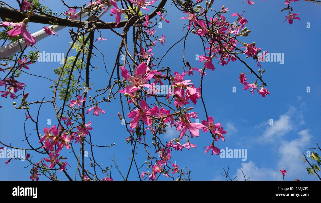 Beautiful iso-kapok flowers and trees in shenzhen, China Stock Photo ...