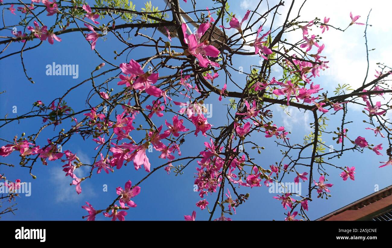 Beautiful iso-kapok flowers and trees in shenzhen, China Stock Photo ...