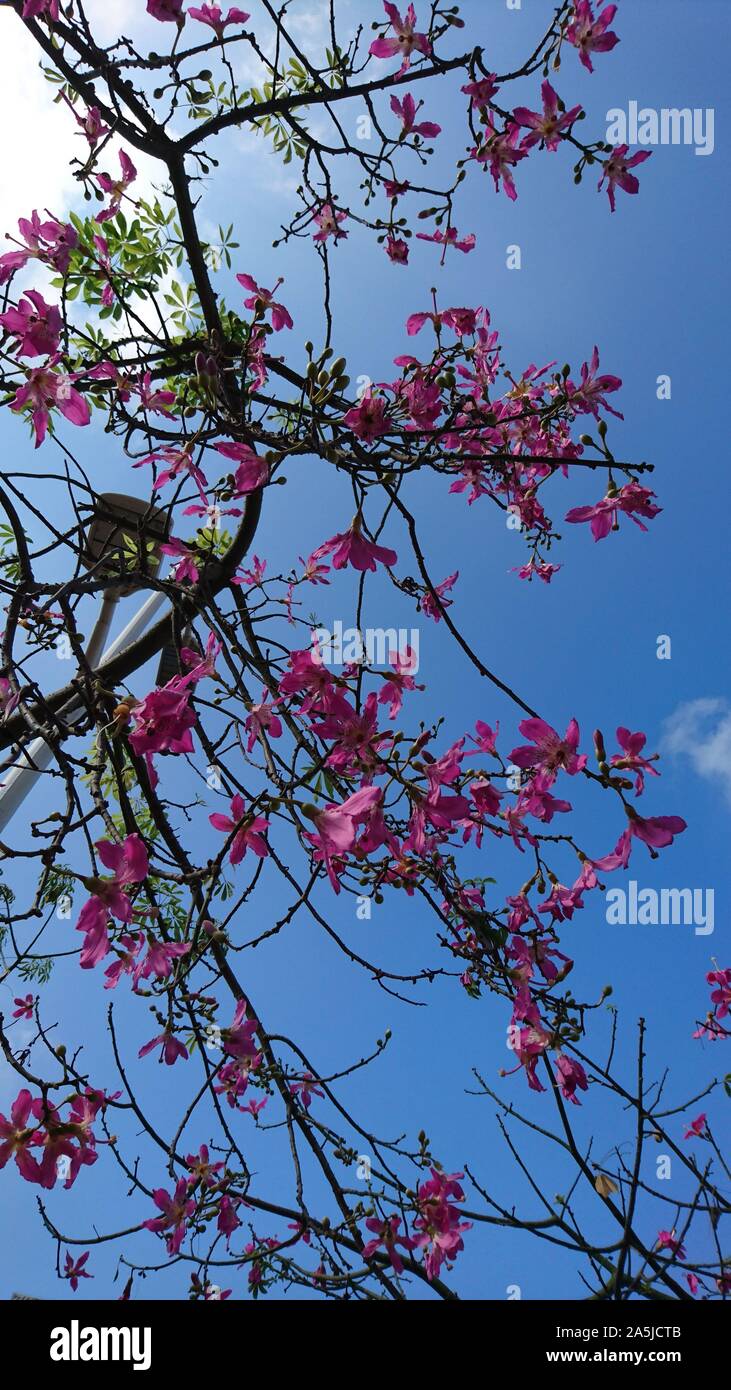 Beautiful iso-kapok flowers and trees in shenzhen, China Stock Photo ...