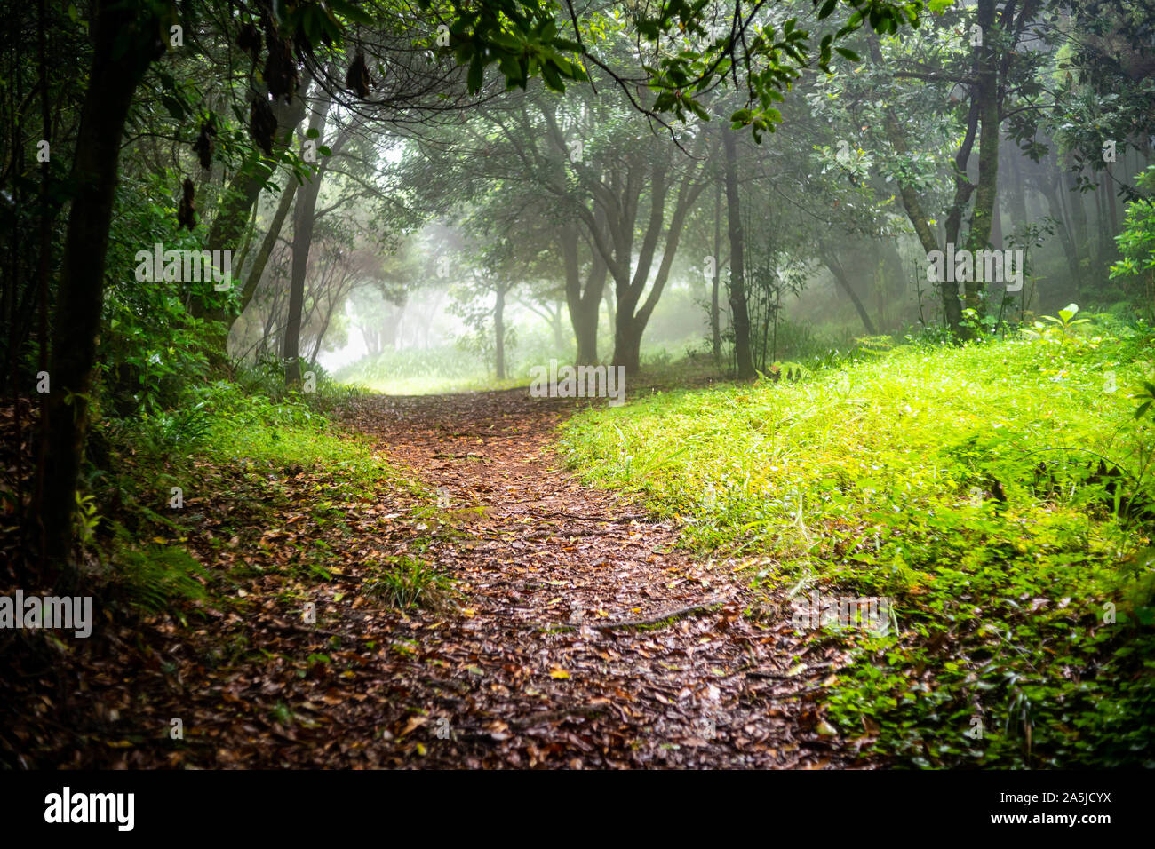 Mysterious path in the forest with Fog Stock Photo - Alamy