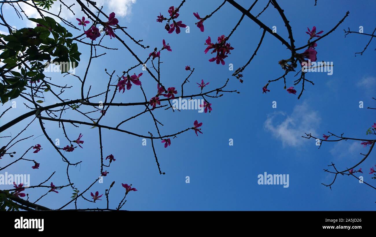Beautiful iso-kapok flowers and trees in shenzhen, China Stock Photo ...