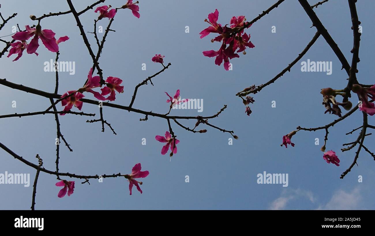 Beautiful iso-kapok flowers and trees in shenzhen, China Stock Photo ...