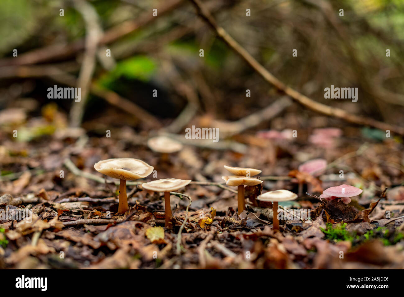 Fall / Autumn fungi and leaves: golden and yellow Field Maple Tree ...