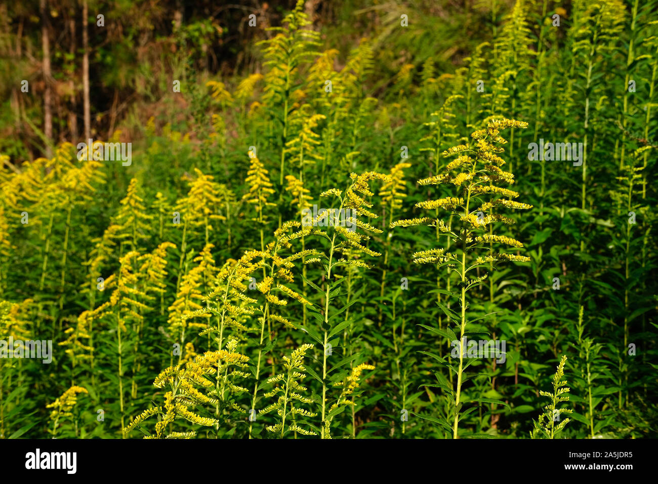 Light goldenrod yellow hi-res stock photography and images - Alamy