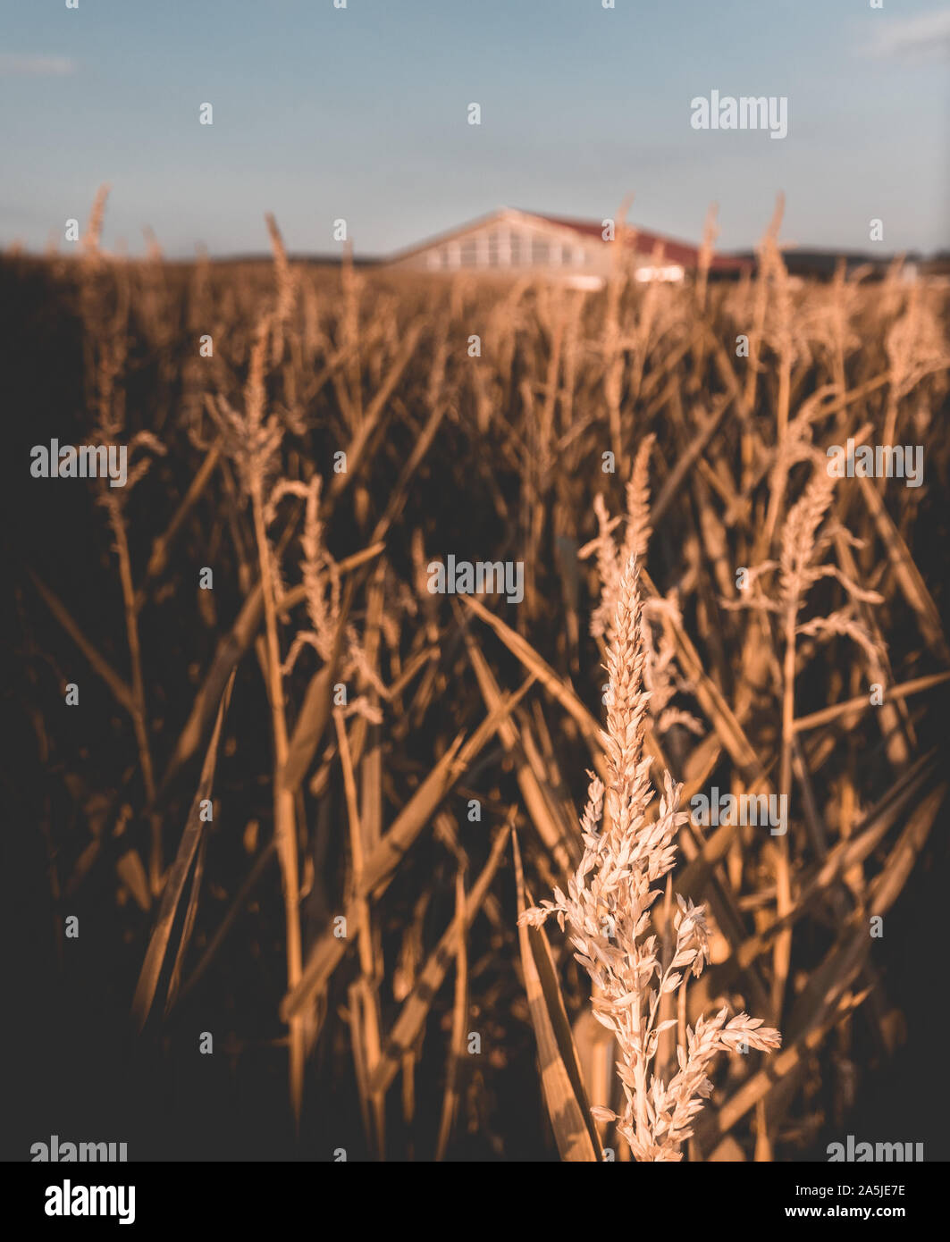 Corn field in Germany Stock Photo - Alamy