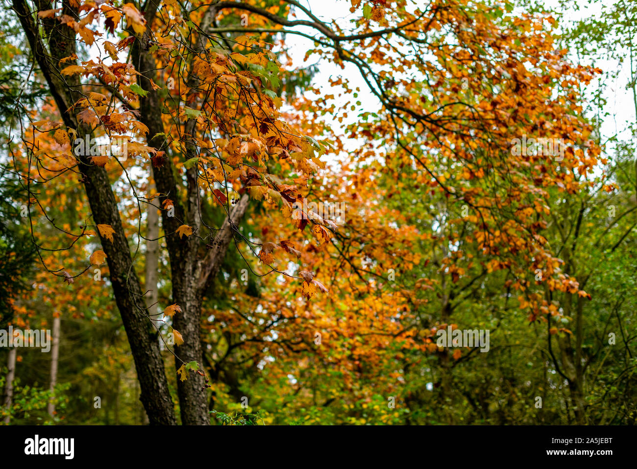 Fall / Autumn leaves: golden and yellow Field Maple Tree. Autumnal ...