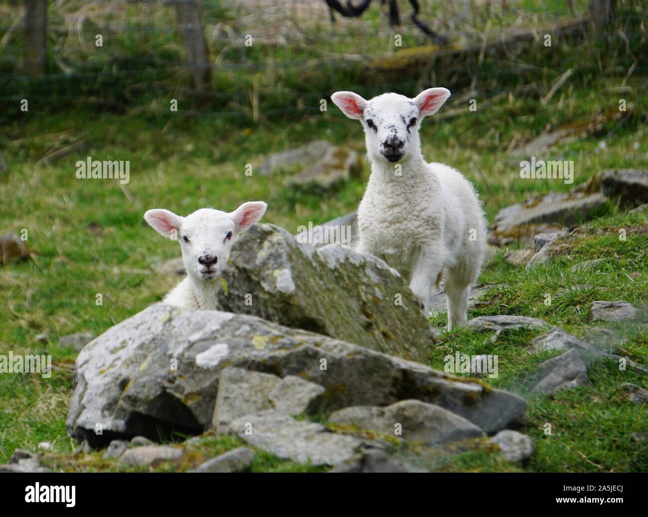 Lambs in spring scotland hi-res stock photography and images - Alamy