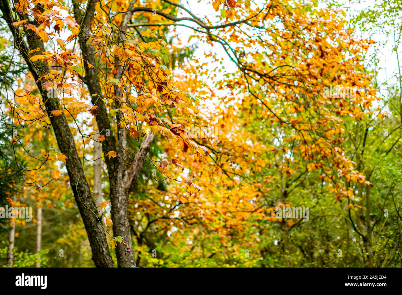 Fall / Autumn leaves: golden and yellow Field Maple Tree. Autumnal ...