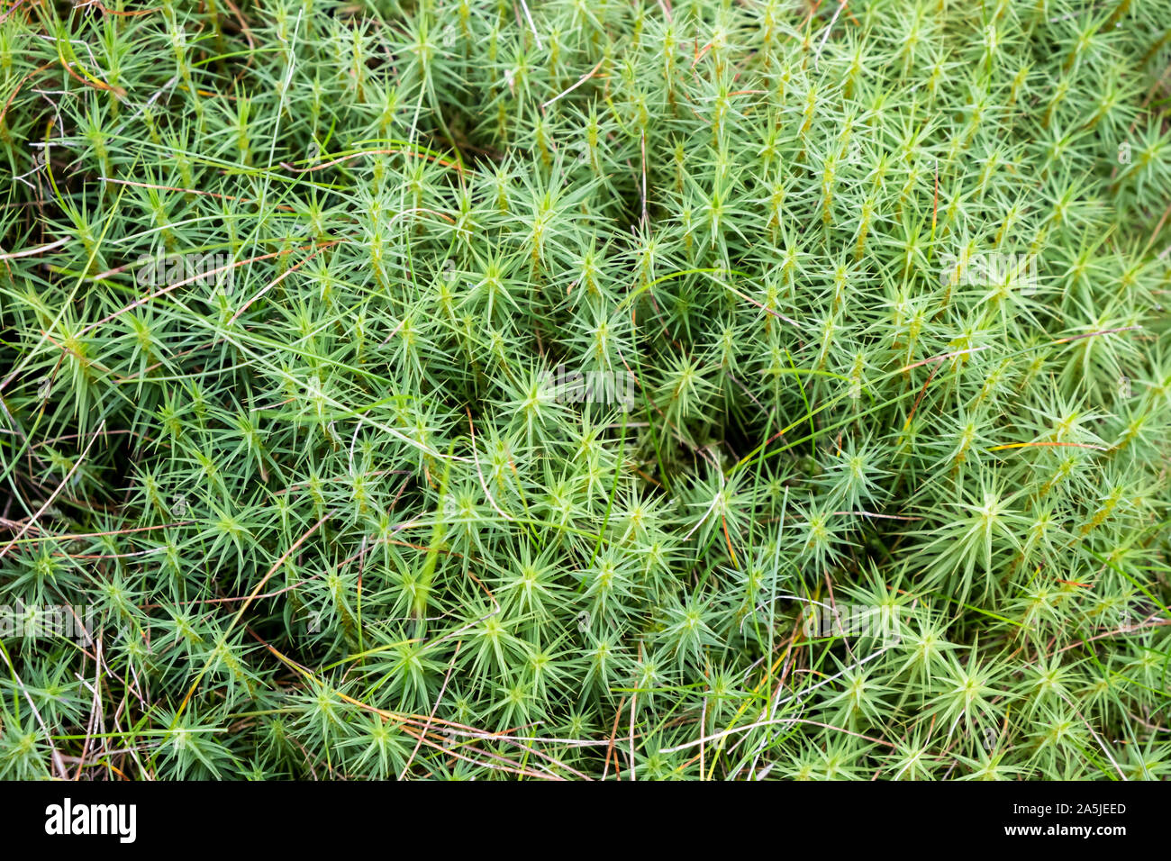 Common Haircap (Polytrichum commune) also known as Common Hair Moss on moorland at Kinder Scout ...