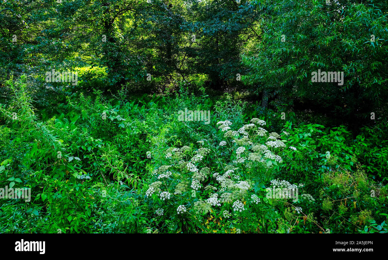 White Wildflowers in Deep Green Forest Stock Photo - Alamy
