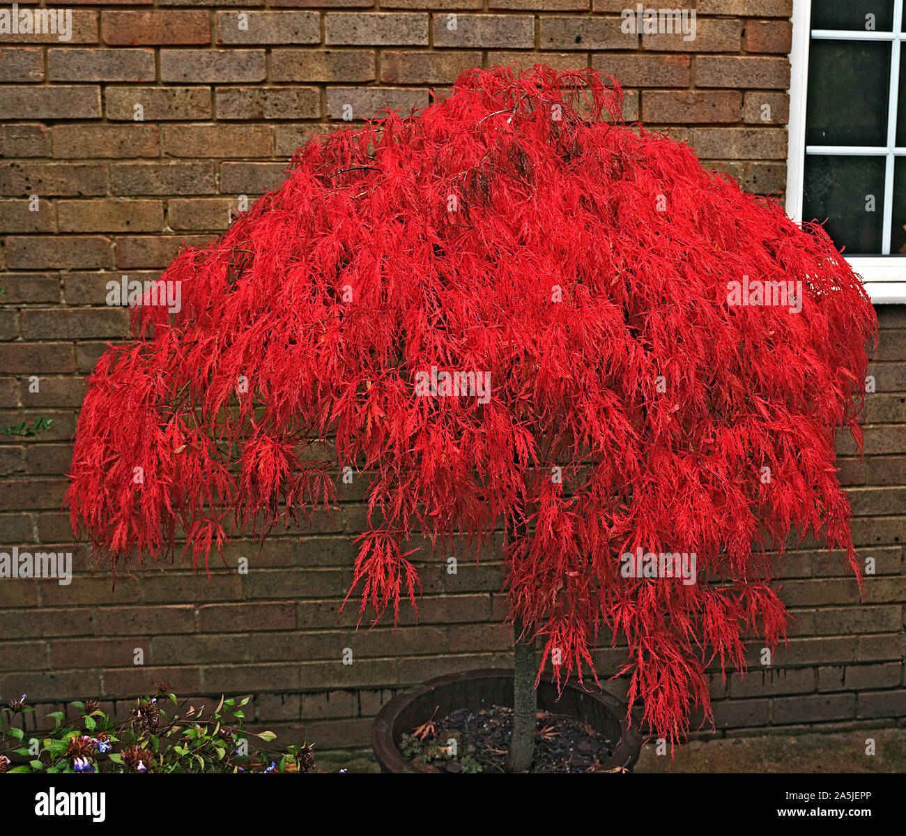 Acer palmatum (laceleaf Japanese Maple) tree in fiery red autumn colour ...
