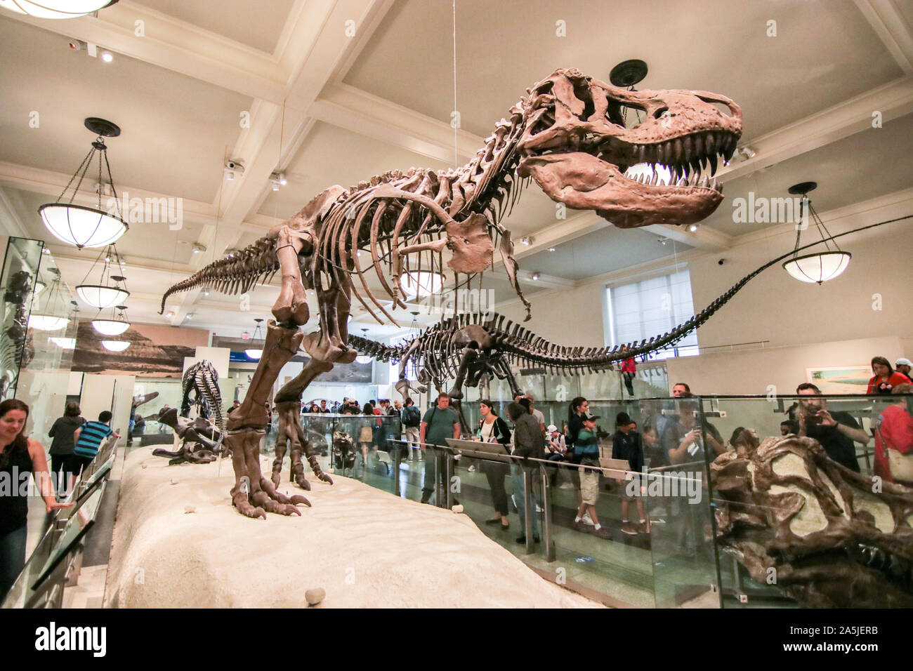 New York, USA - June 16. 2017: Interior of the Museum - Dinosaur T-Rex ...
