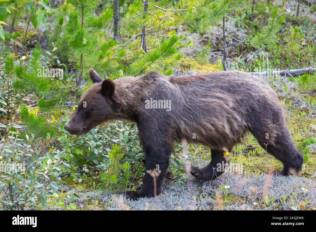 Grizzly bear in summer season Stock Photo - Alamy