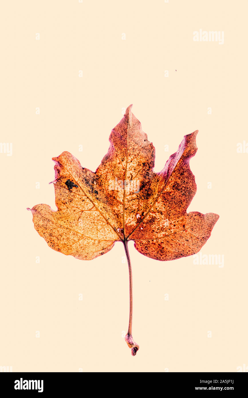 Shiny conker hi-res stock photography and images - Alamy