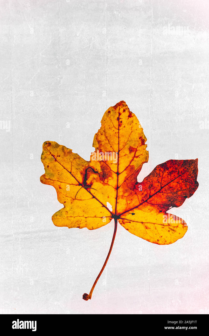 Back lit autumn conker leaf Stock Photo - Alamy