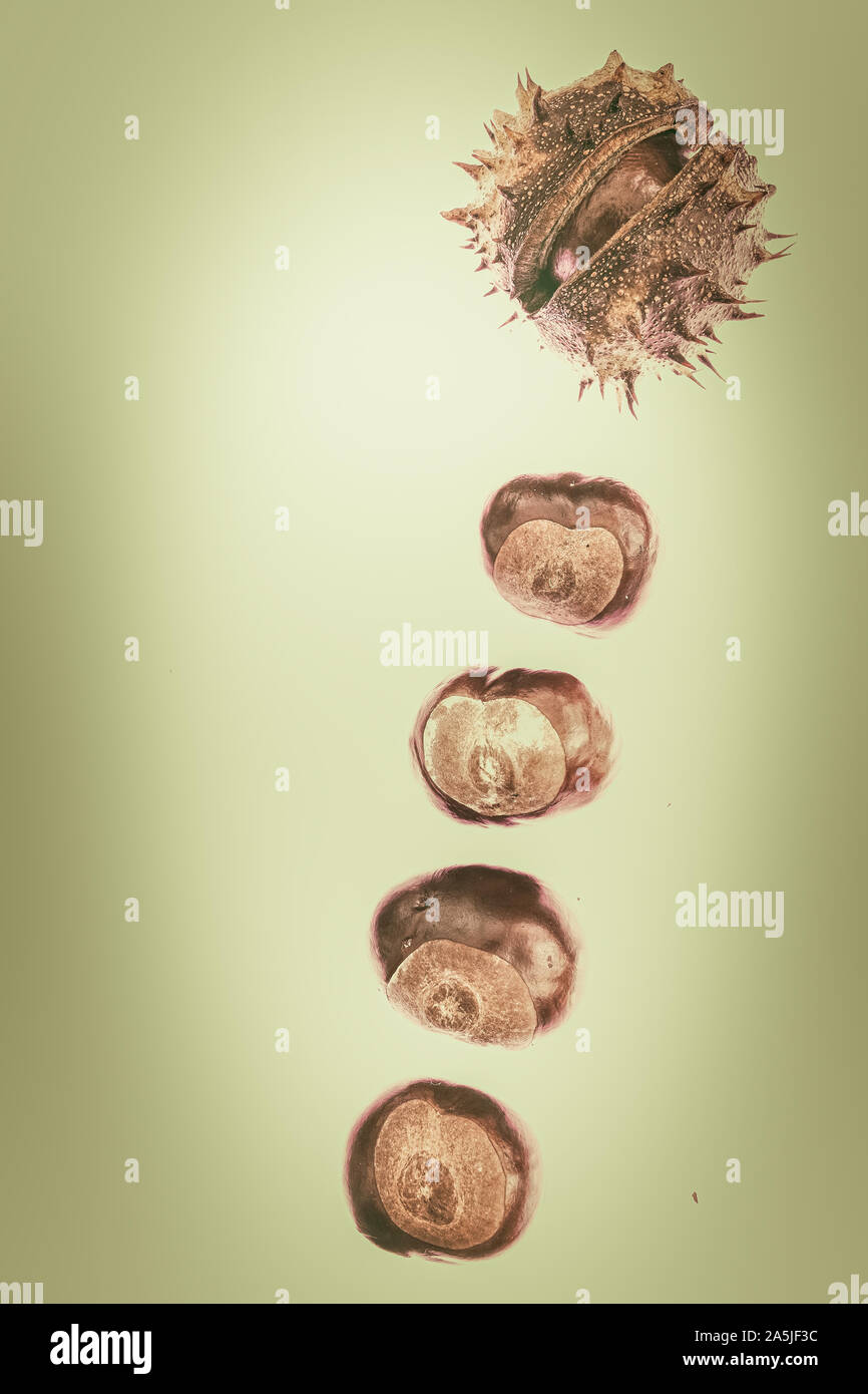 Shiny conker hi-res stock photography and images - Alamy