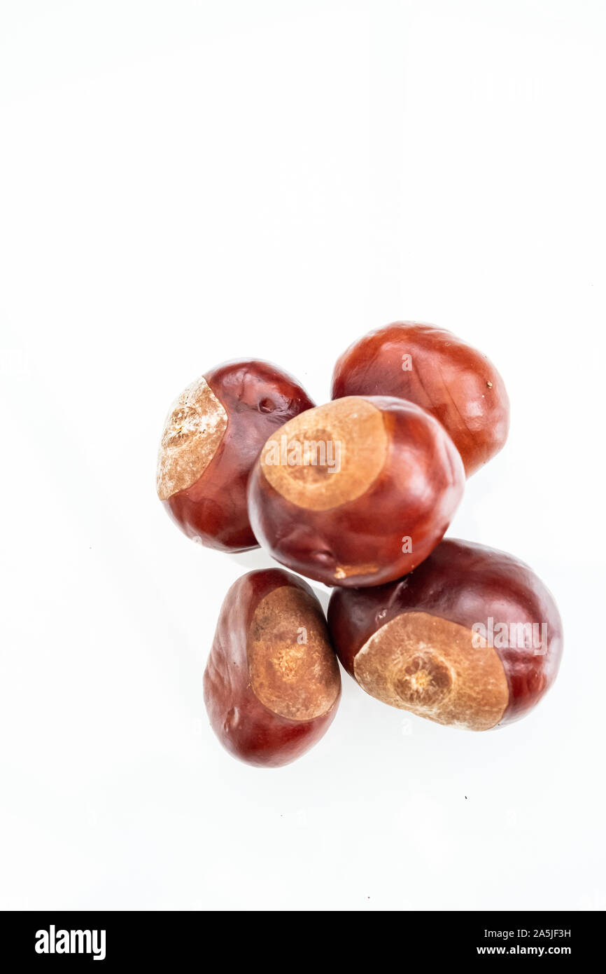 Shiny conker hi-res stock photography and images - Alamy