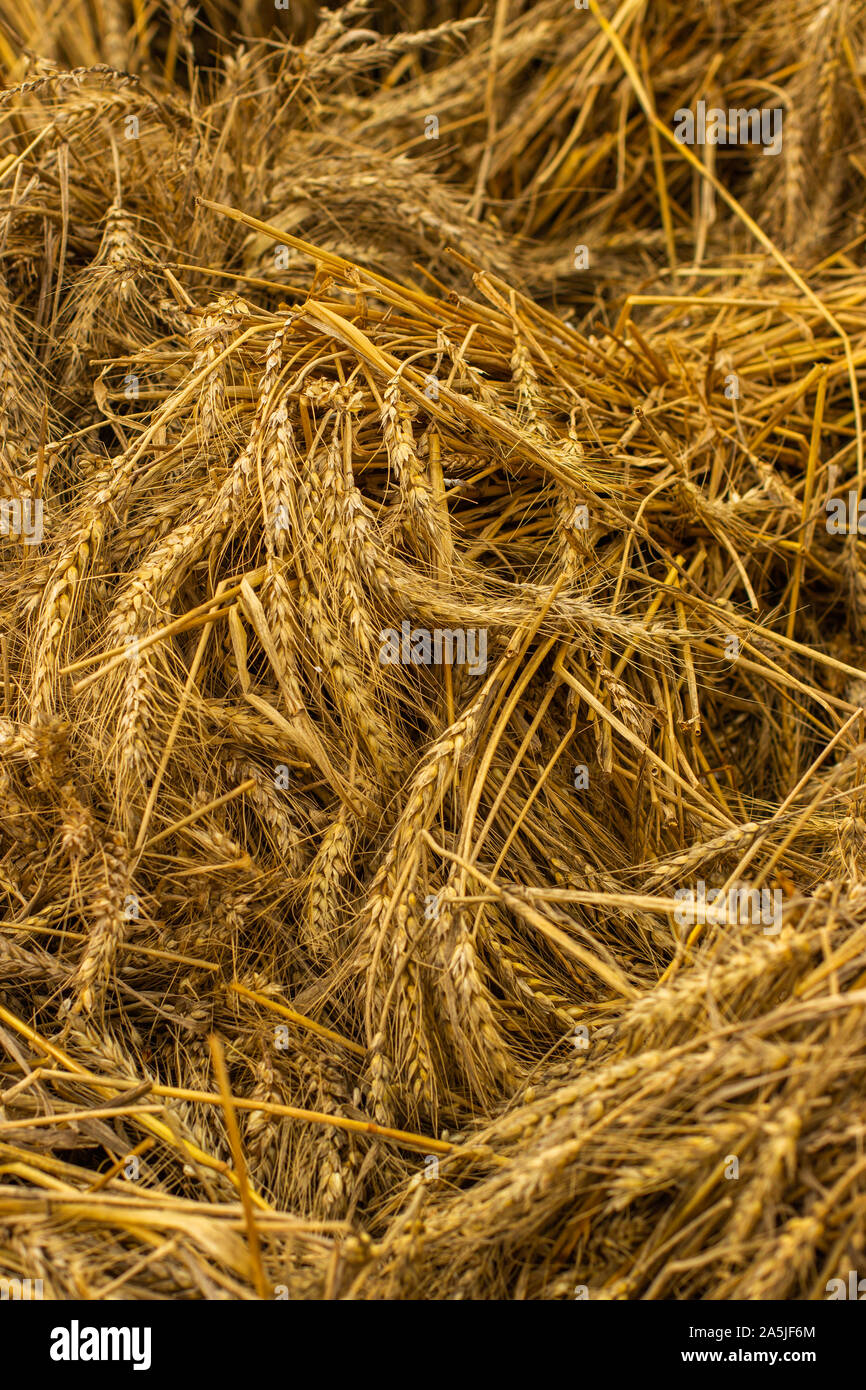 Ripe ears of wheat hay, vertical backdrop drop. Dry straw from barley ...
