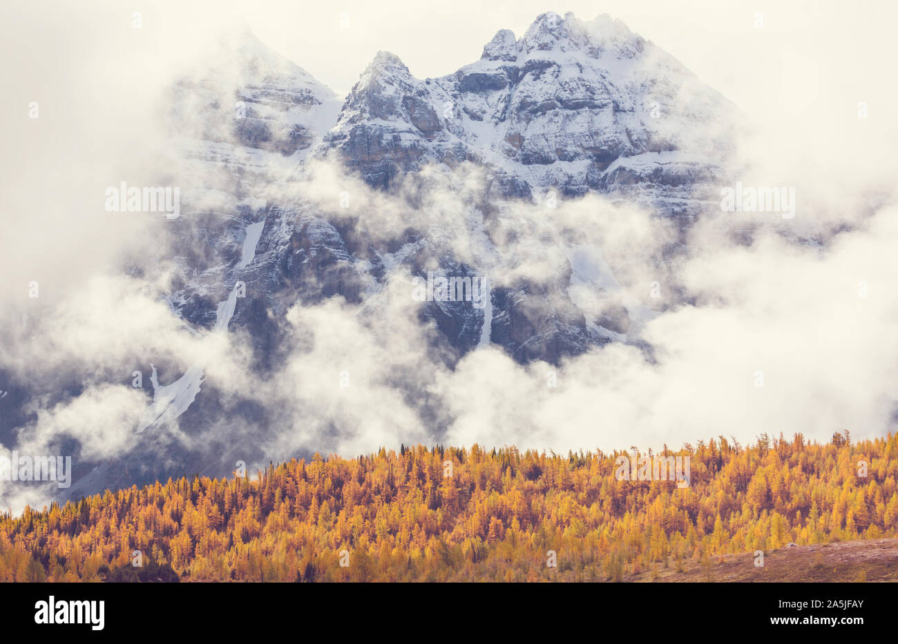 Beautiful golden larches in mountains, Canada. Fall season Stock Photo ...