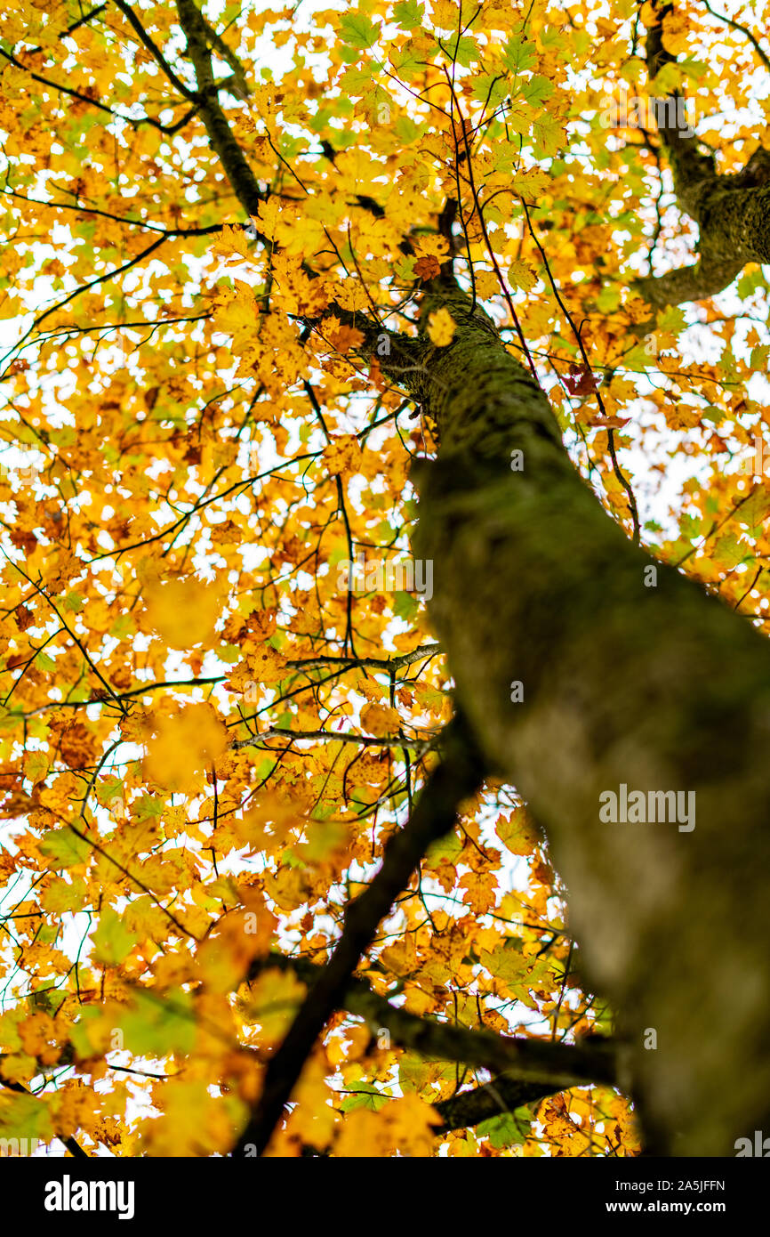 Fall / Autumn leaves: golden and yellow Field Maple Tree. Autumnal ...