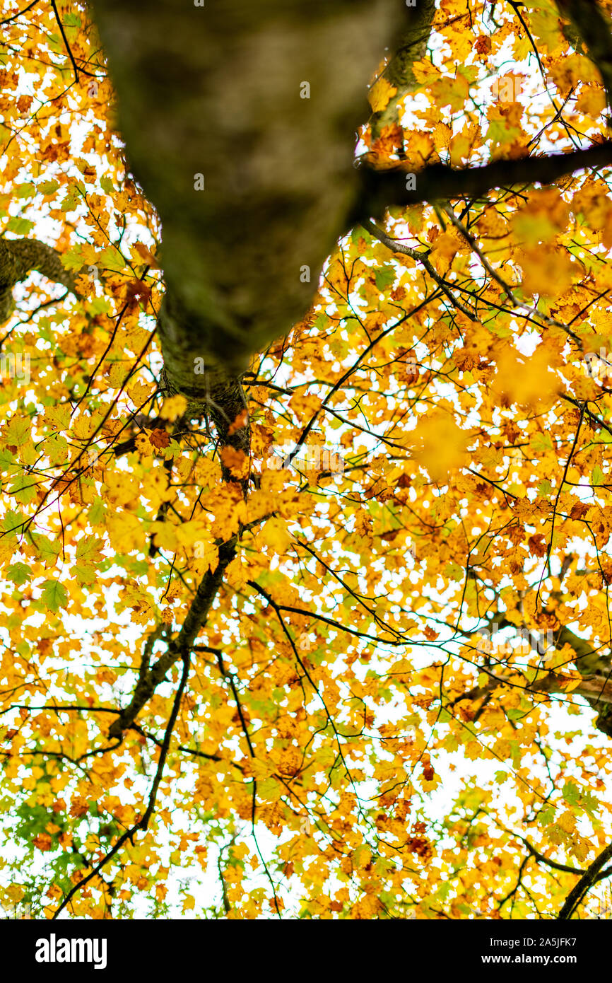 Fall / Autumn leaves: golden and yellow Field Maple Tree. Autumnal ...