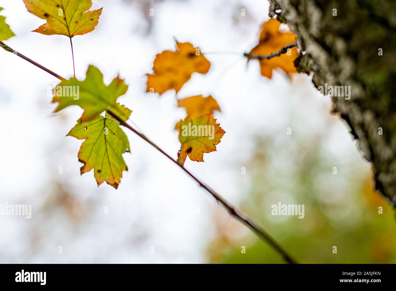 Fall / Autumn leaves: golden and yellow Field Maple Tree. Autumnal ...