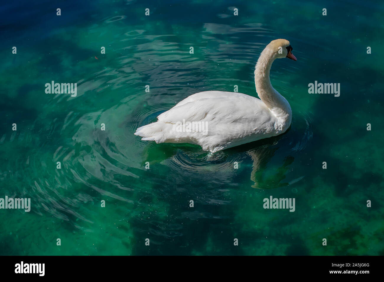 Orlando, Florida . October 12, 2019 Nice swan on green lake at Lake ...