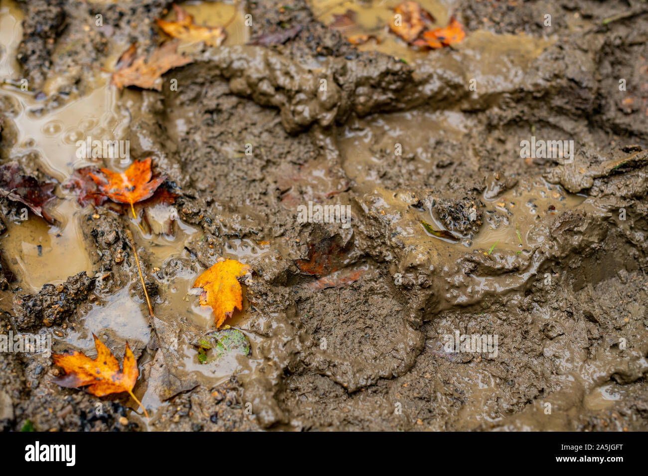Hiking / Walking: Muddy footprints on a forest footpath. Autumnal ...