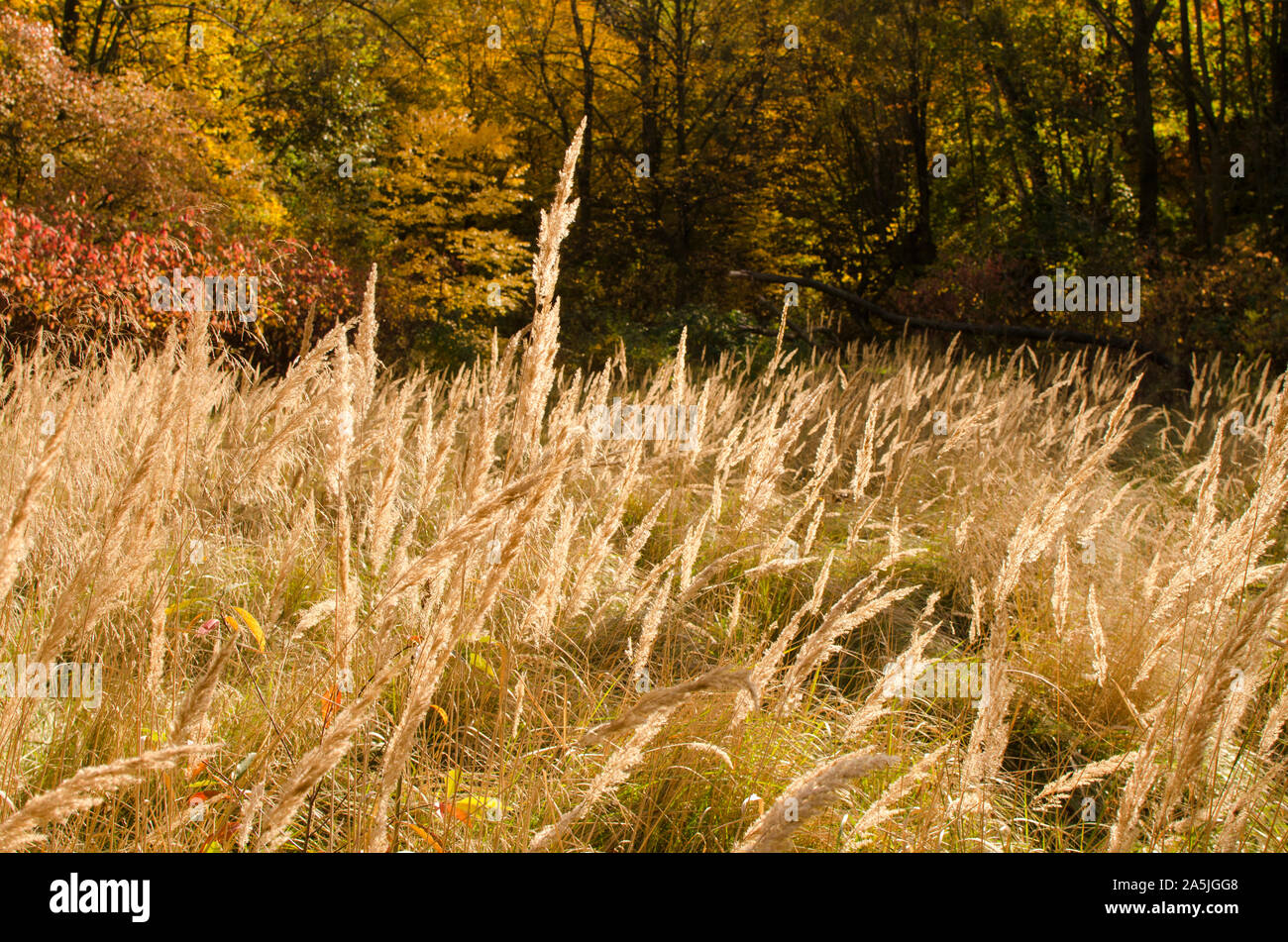 Autumn colored forest glade with a sea of high grass Stock Photo - Alamy