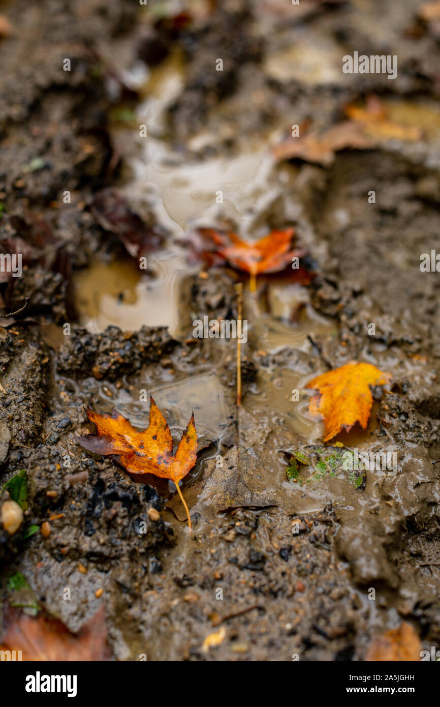 Hiking / Walking: Muddy footprints on a forest footpath. Autumnal ...