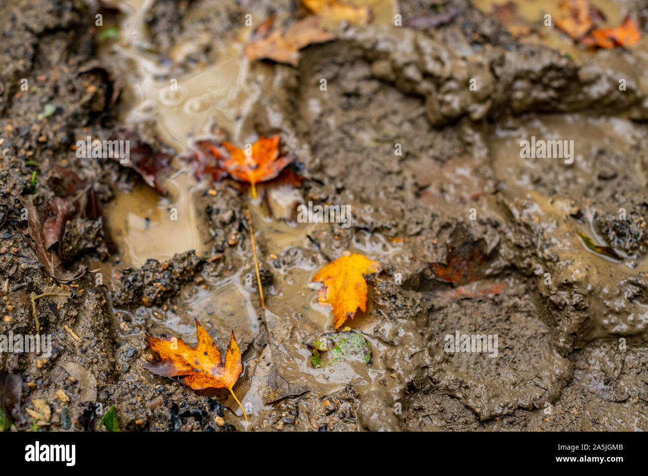 Muddy Footprints High Resolution Stock Photography and Images - Alamy