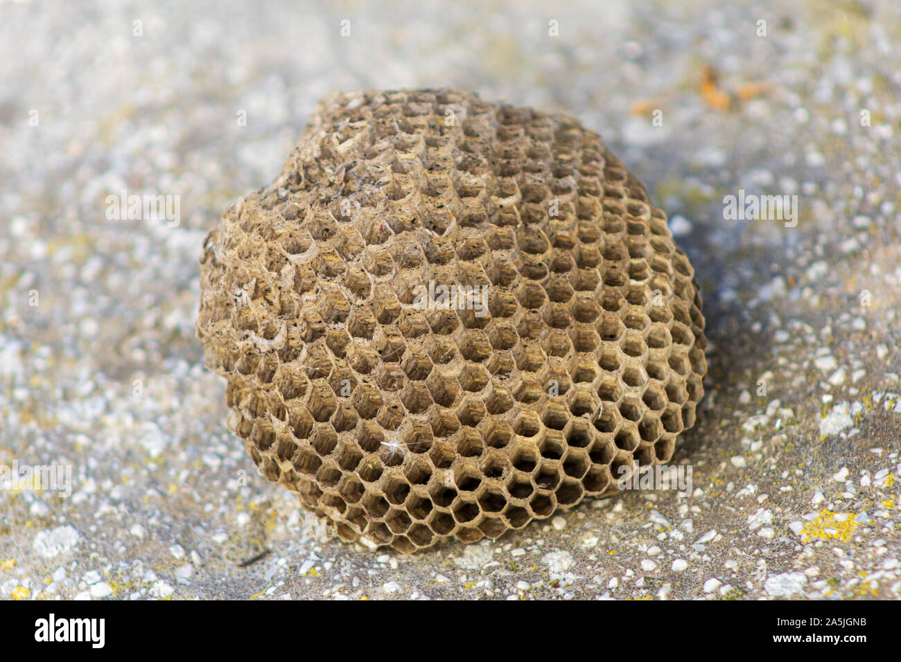 Nest of the Polistes dominula, European paper wasp Stock Photo - Alamy
