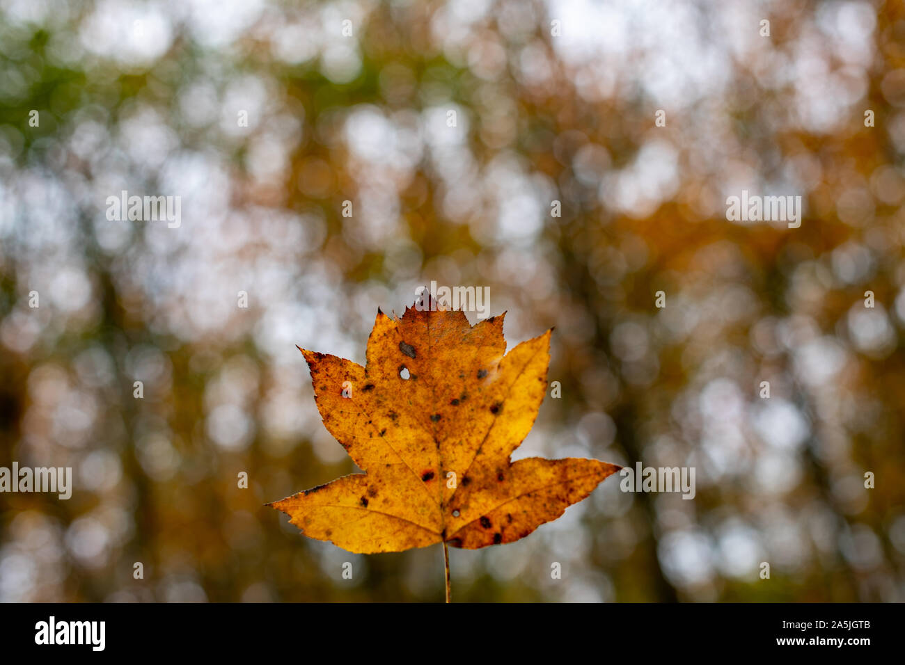 Field Maple Tree Leaf. Autumnal landscape: Changing leaves and ...