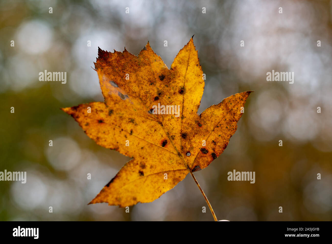 Field Maple Tree Leaf. Autumnal landscape: Changing leaves and ...