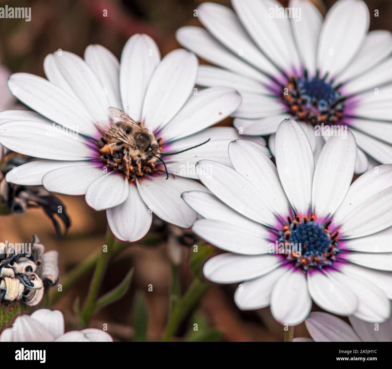 Common digger bee hi-res stock photography and images - Alamy