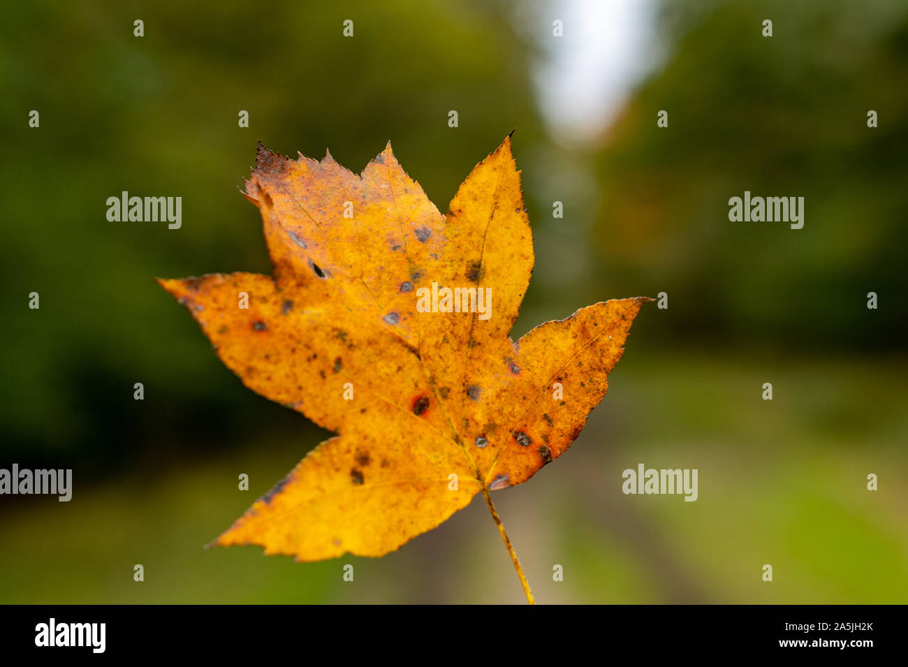 Field Maple Tree Leaf. Autumnal landscape: Changing leaves and ...