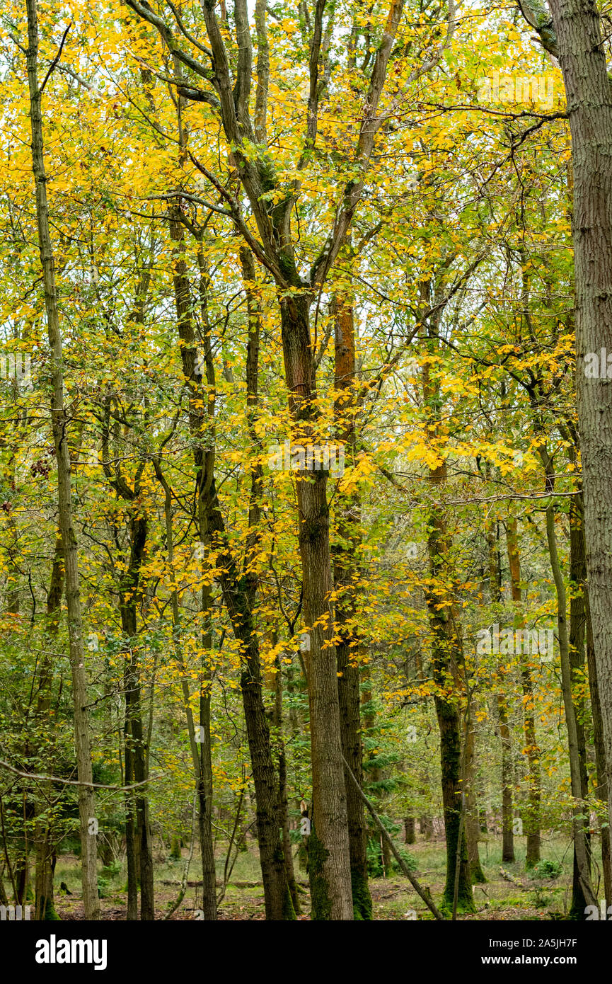 Fall / Autumn Landscape: golden and yellow leaves. Autumnal landscape ...