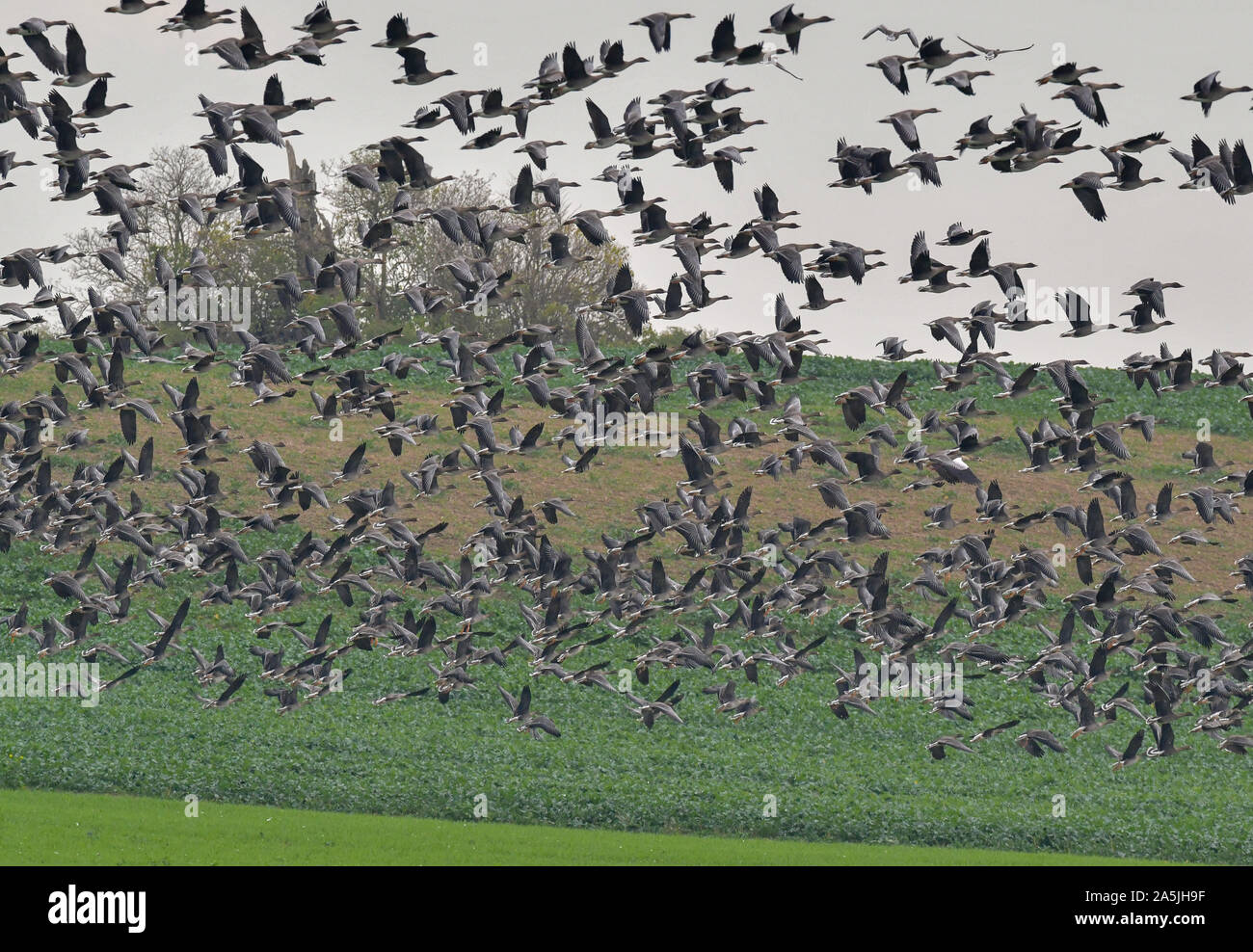 21 October 2019, Brandenburg, Regenmantel: Wild geese fly from a field ...
