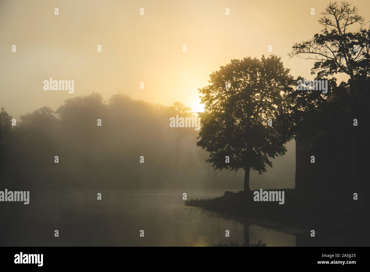 Morning tree near lake Stock Photo - Alamy