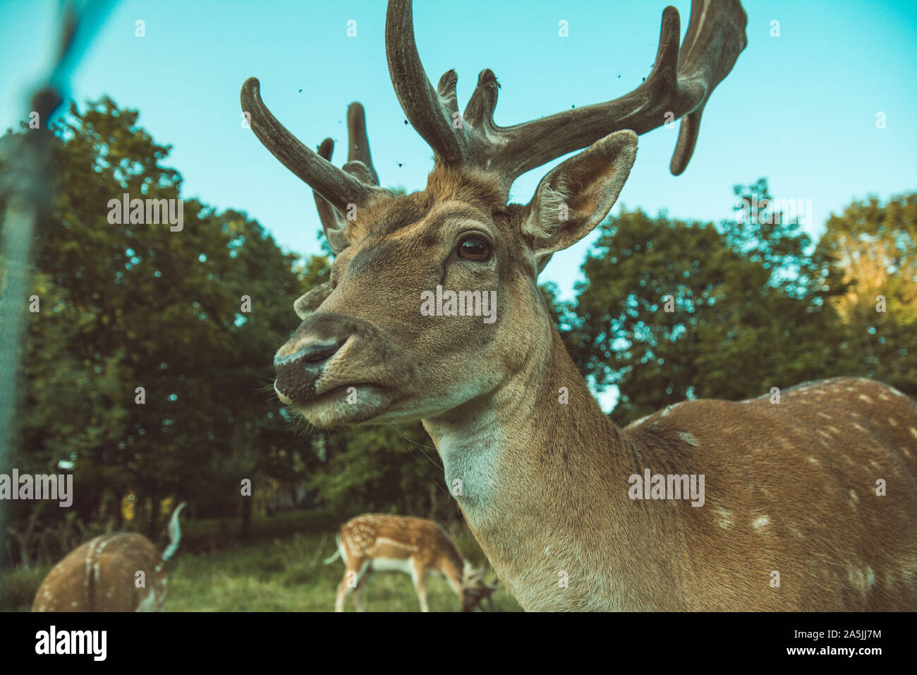 Daniel in the nature Stock Photo - Alamy