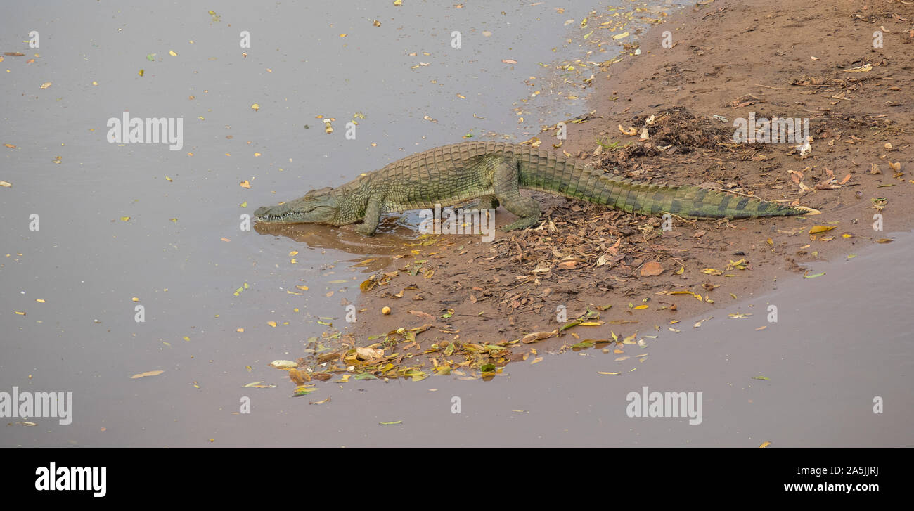 A crocodile enters the muddy water of the Luvuvhu river in the Kruger ...