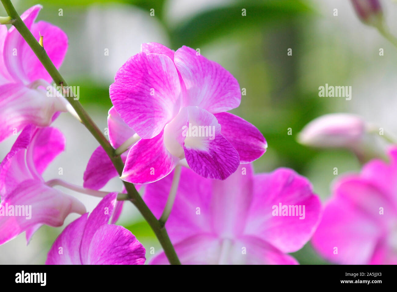 Most beautiful orchid hi-res stock photography and images - Alamy