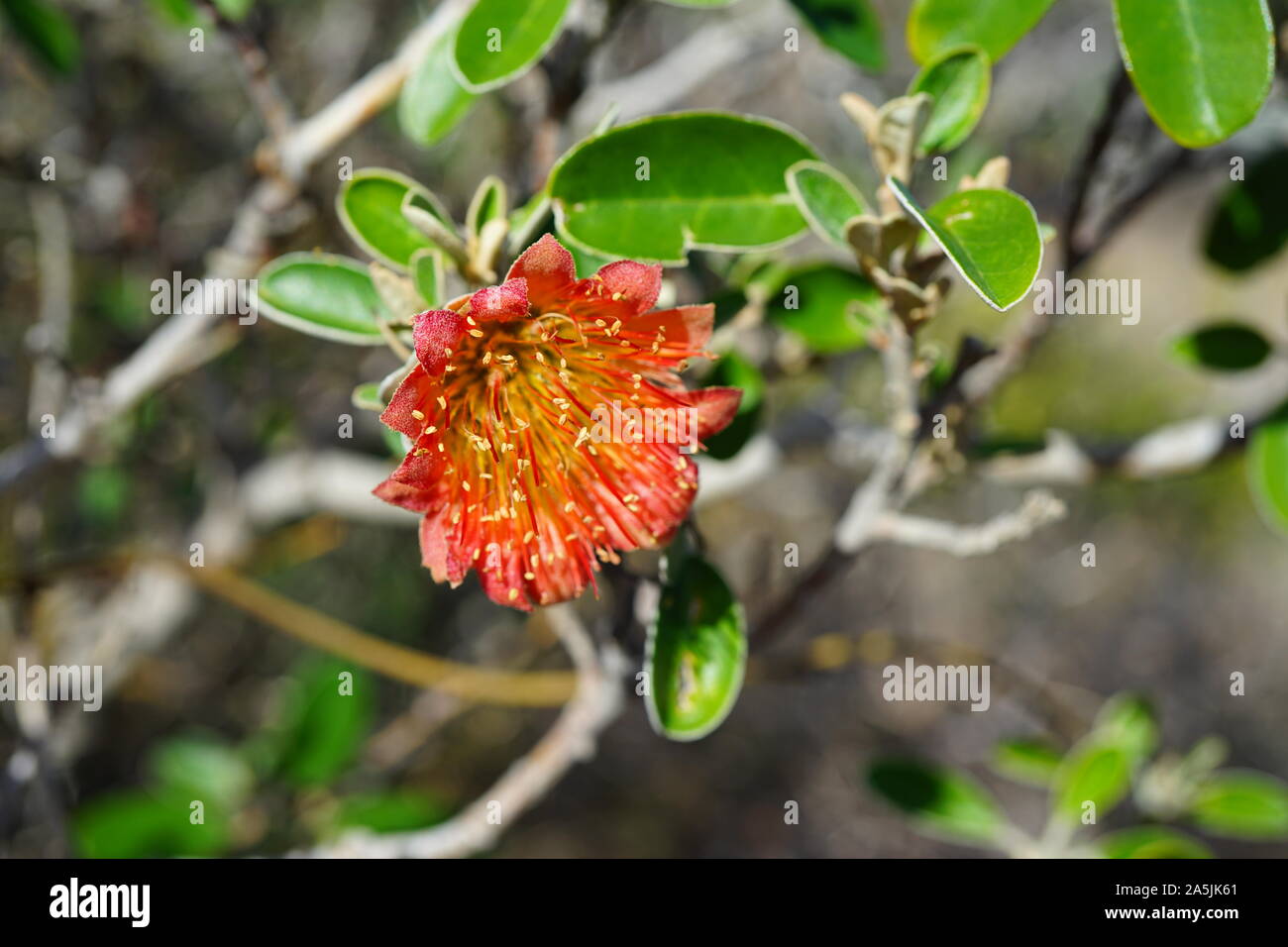 View of a Murchison rose flower (Diplolaena Mollis) in Kalbarri ...