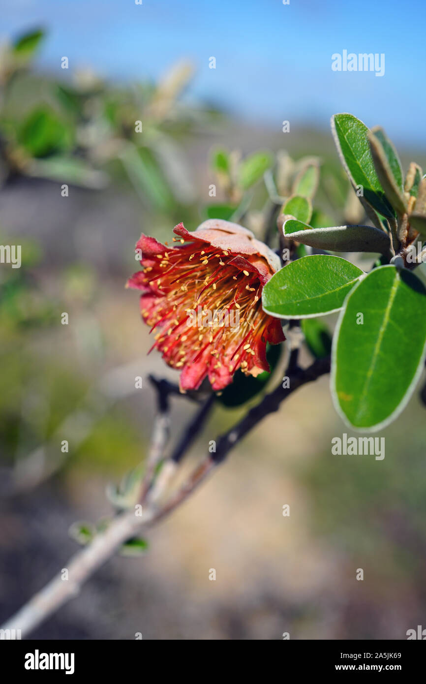 Kalbarri national park flower hi-res stock photography and images - Alamy