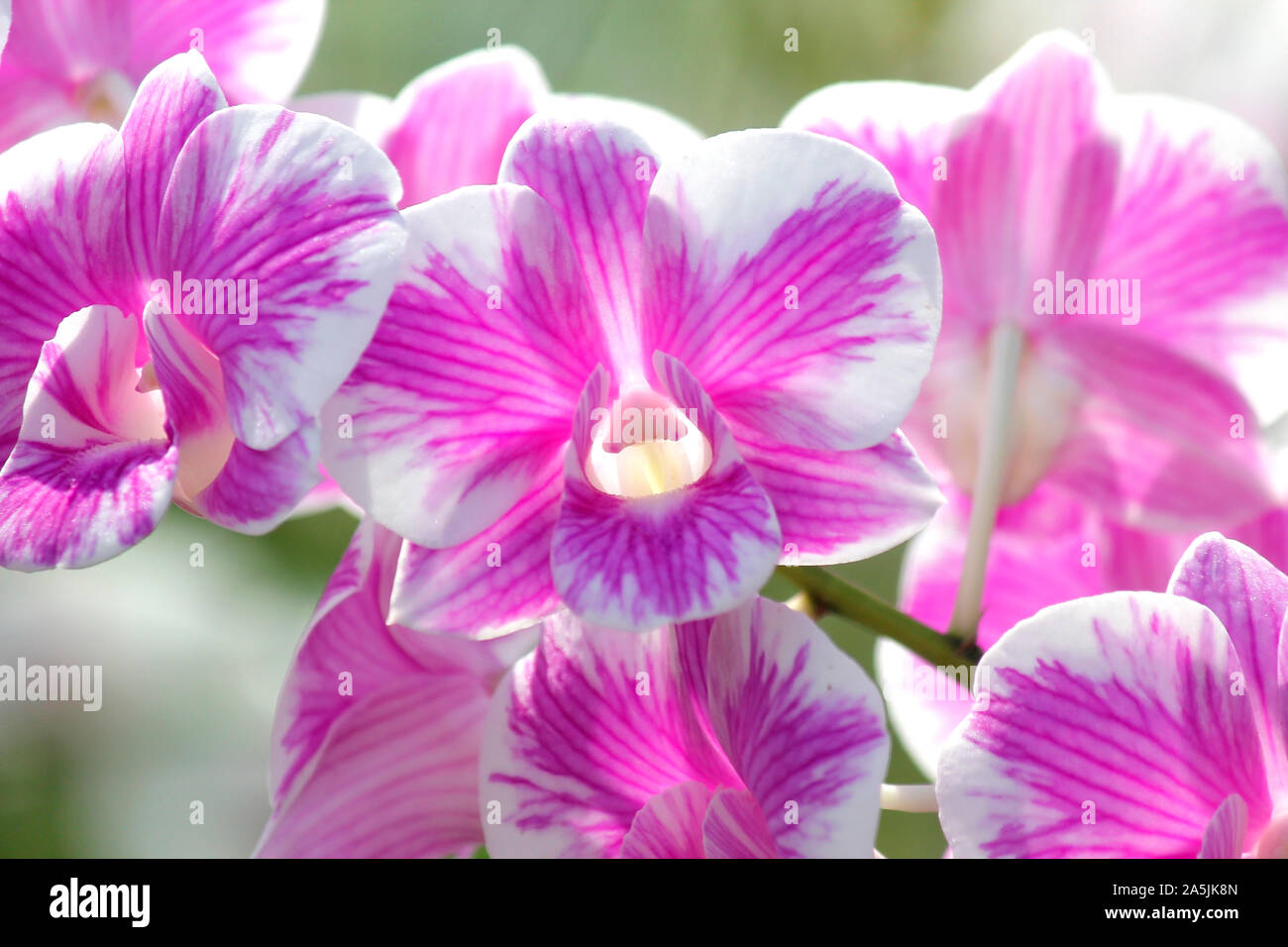 Most beautiful orchid hi-res stock photography and images - Alamy