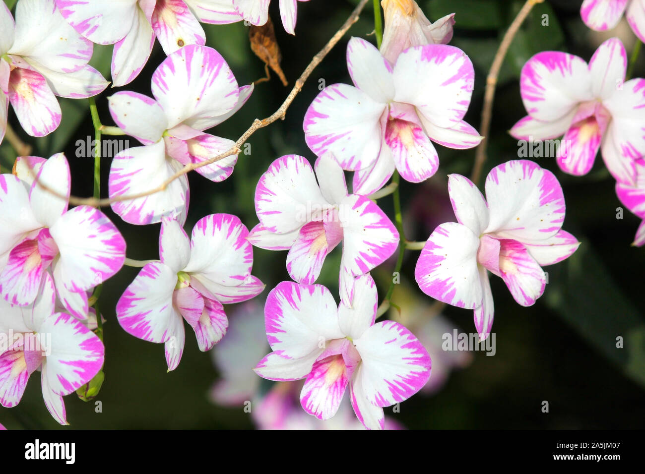 Most beautiful orchid hi-res stock photography and images - Alamy