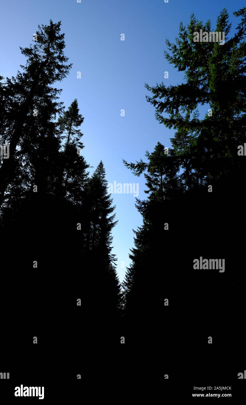 conifer trees on blue sky background, norfolk, england Stock Photo - Alamy