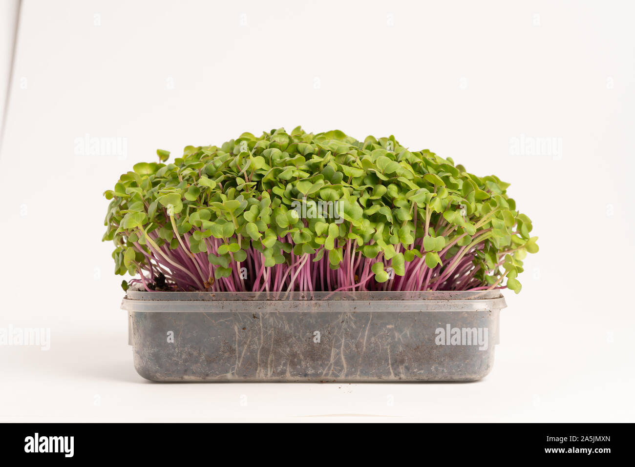 green sprouts edible plants. microgreens nutrition Stock Photo - Alamy